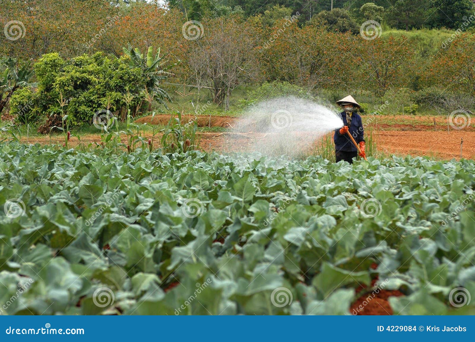 Irrigating the field stock photo. Image of agriculture - 4229084