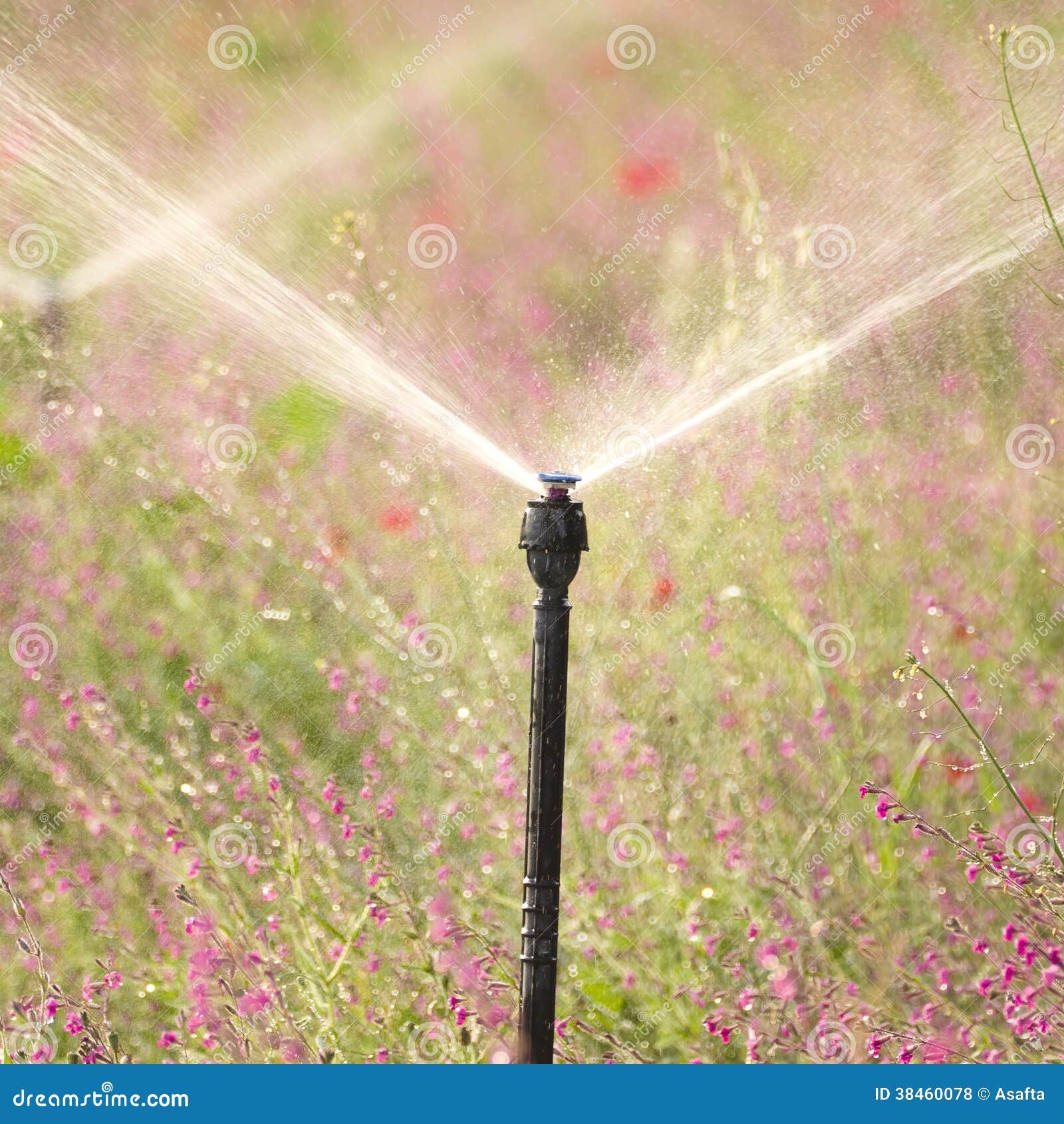Irrigating a flower field stock photo. Image of mechanical - 38460078