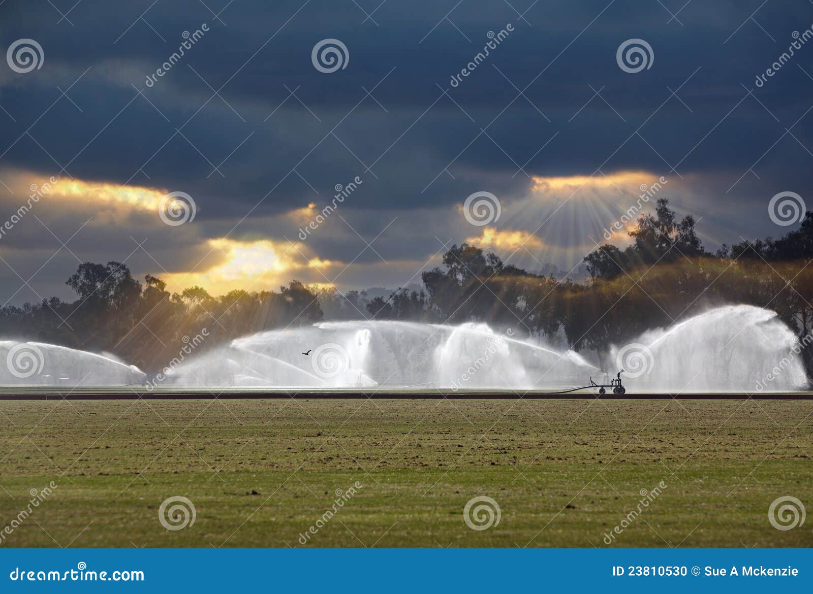 Irrigating a Green Grass Polo Field, Irrigation Stock Photo - Image of ...