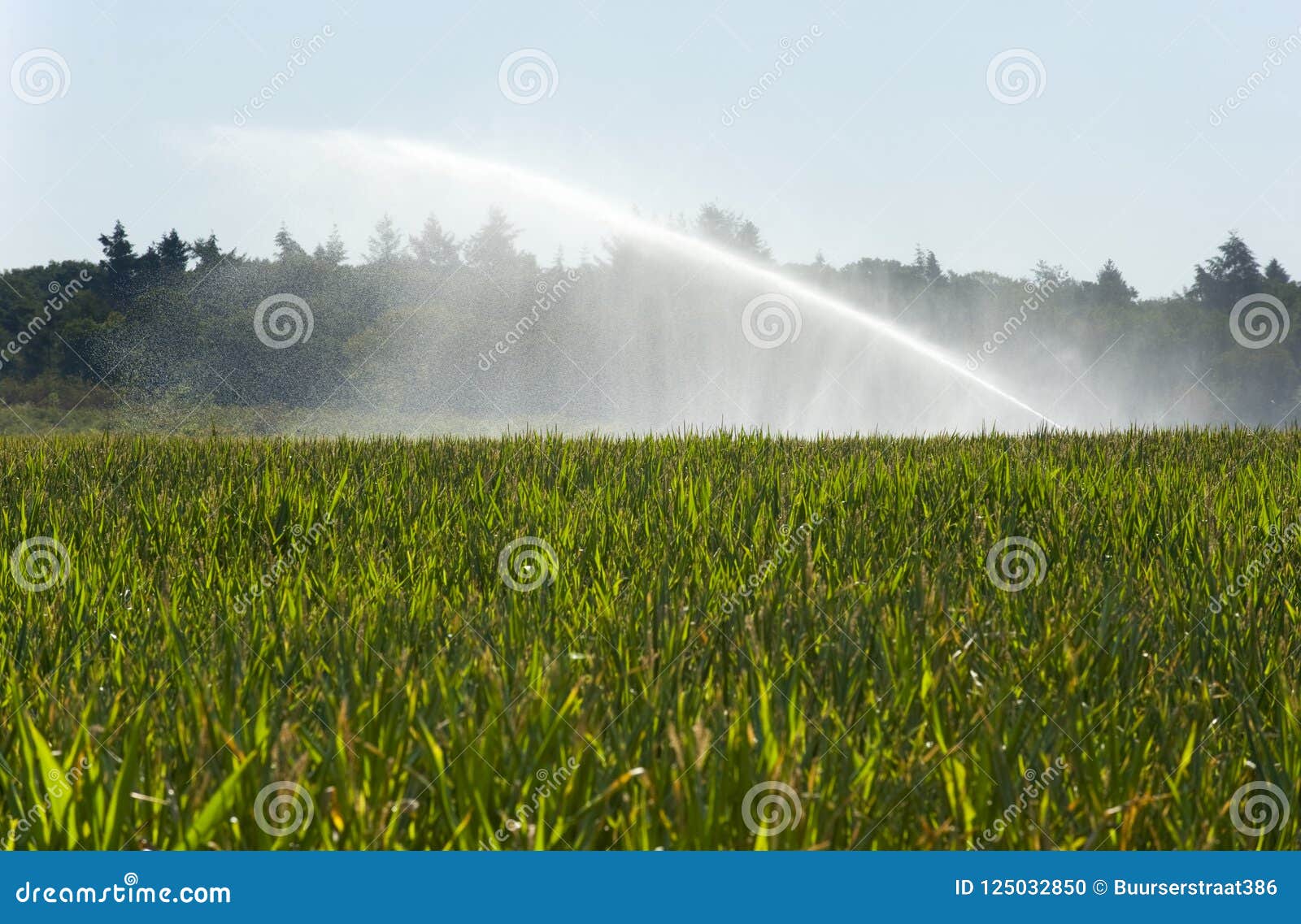 Irrigating maize in summer stock photo. Image of countryside - 125032850