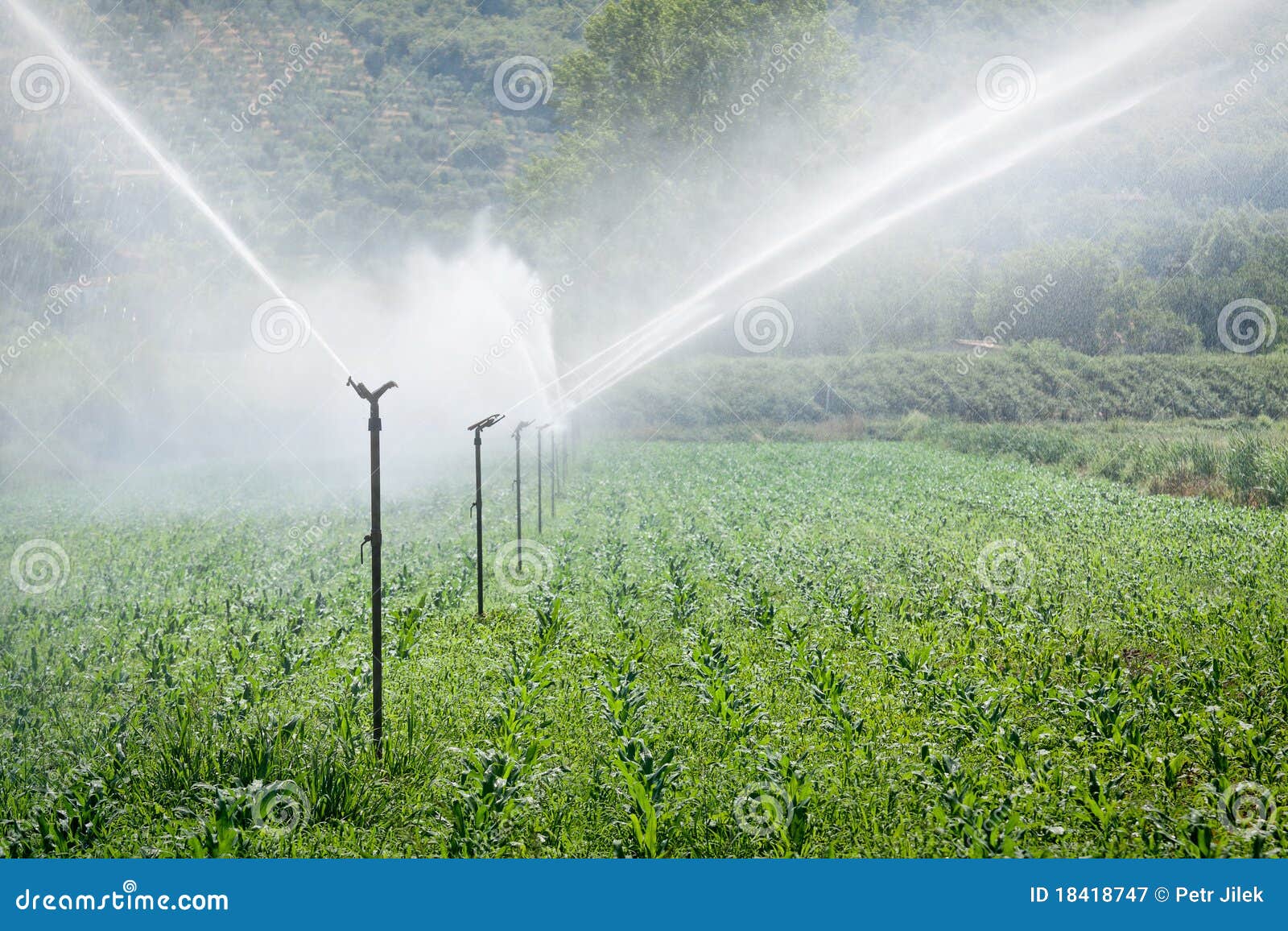 Irrigating Plants in Field stock image. Image of mist - 18418747