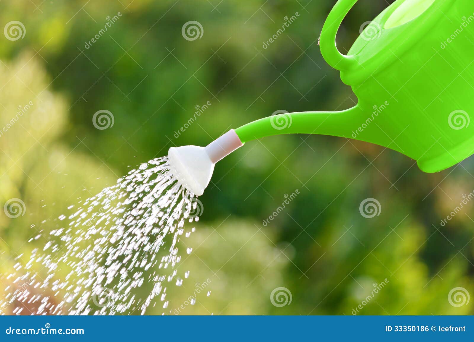 Irrigating with Sprinkling Can Stock Photo - Image of spread, spreading ...