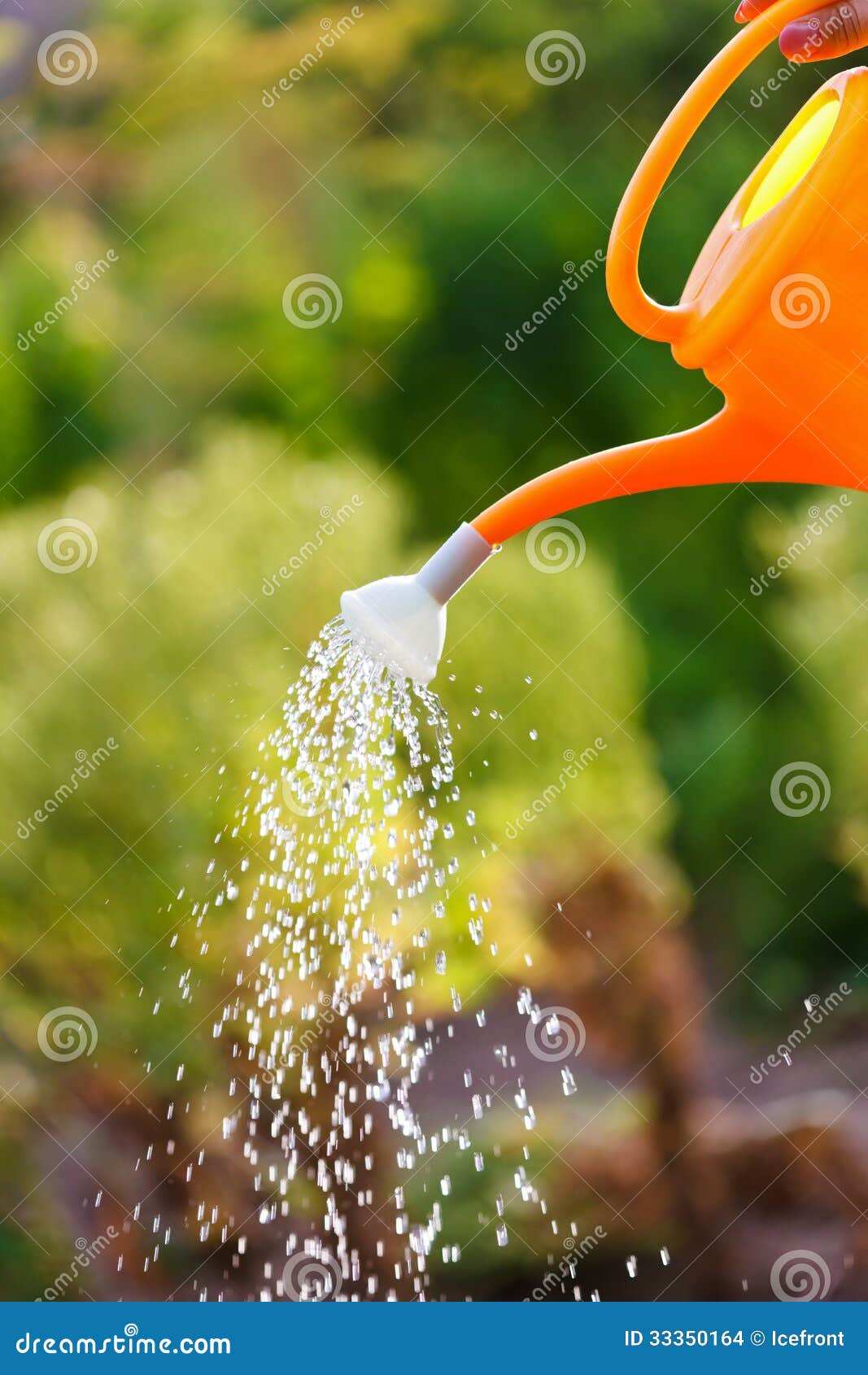 Irrigating with Sprinkling Can Stock Photo - Image of flow, green: 33350164