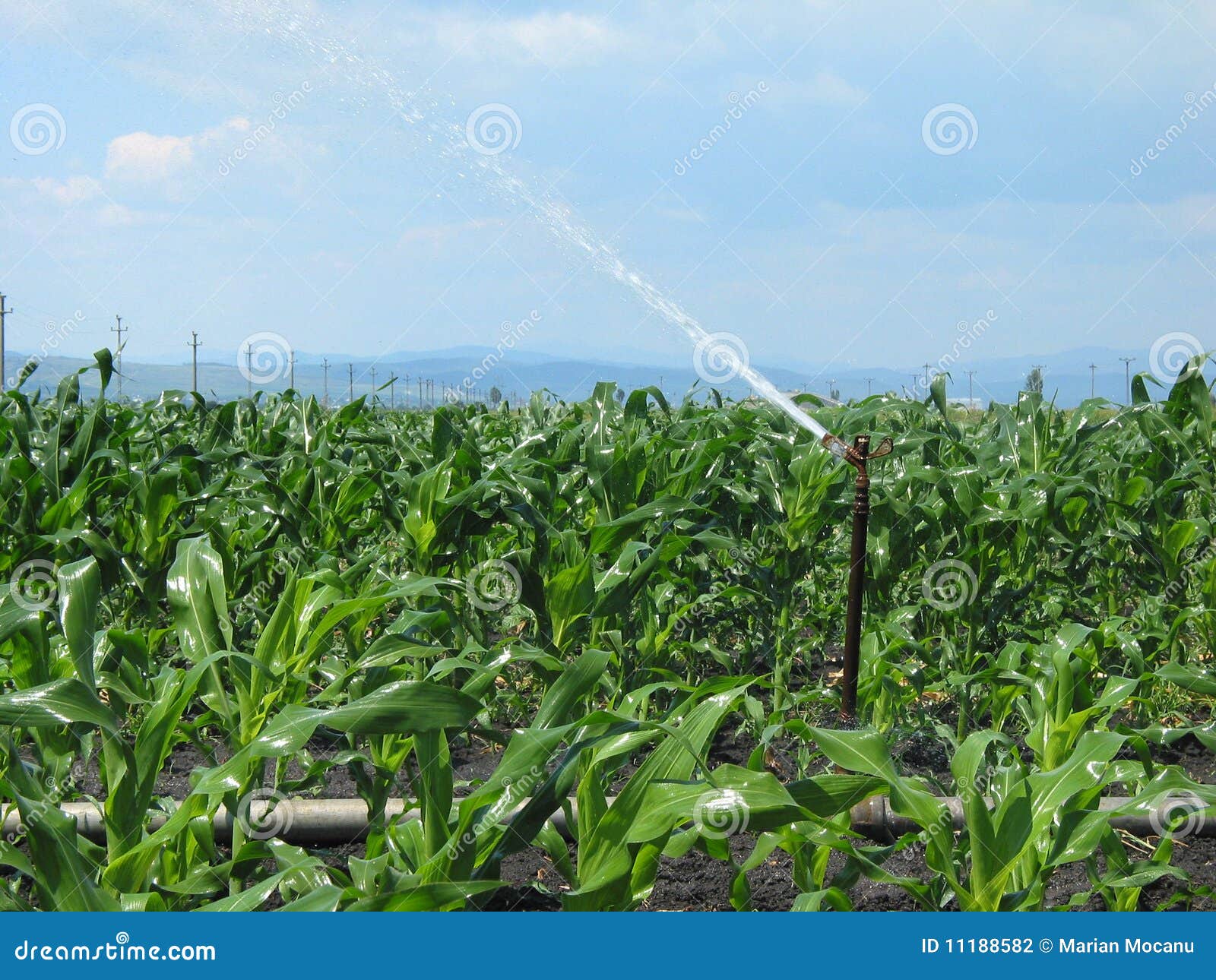 Irrigation stock photo. Image of corn, irrigation, green - 11188582