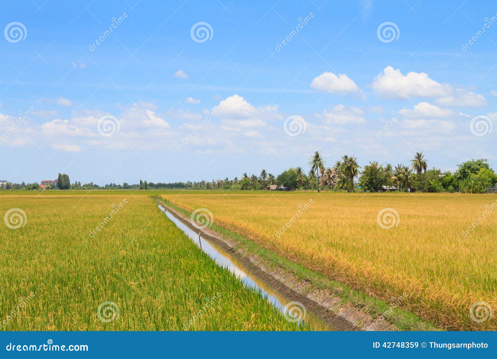 Irrigation Canal in Rice Field Stock Image - Image of ecosystem, farm ...