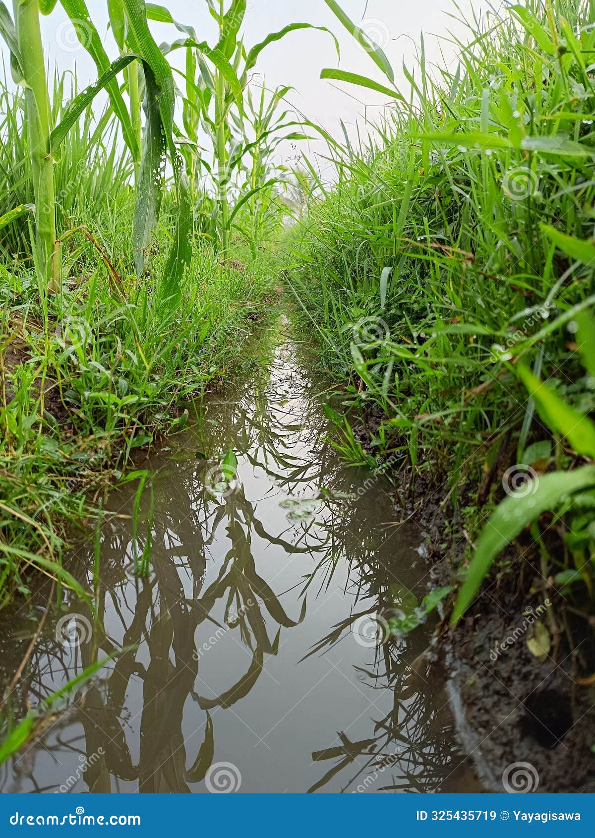 Irrigation Canal in Rice Fields with Green Grass Around Stock Image ...