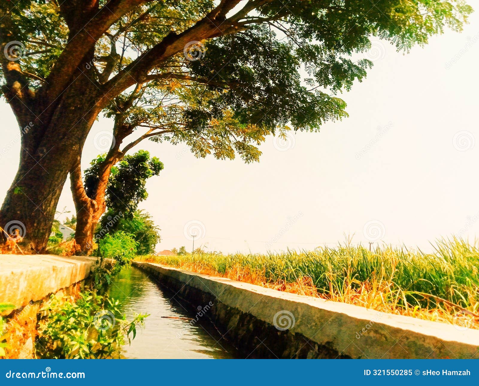 Irrigation Channels for Rice Fields, Air Irigasi Stock Image - Image of ...