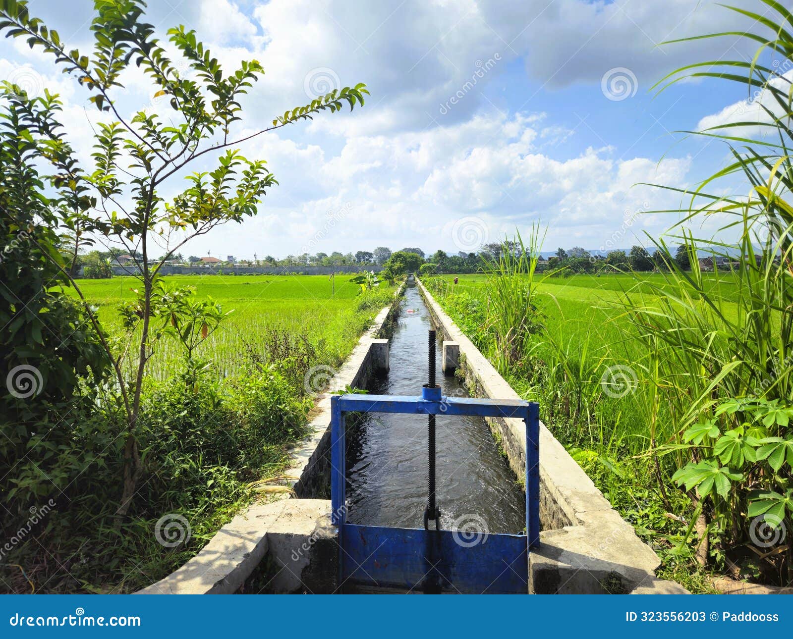 Irrigation Channels in Rice Fields Stock Image - Image of flowing ...