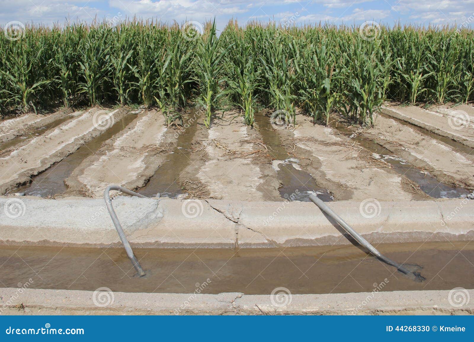 Irrigation of Corn in Agriculture Farming Field Stock Photo - Image of ...