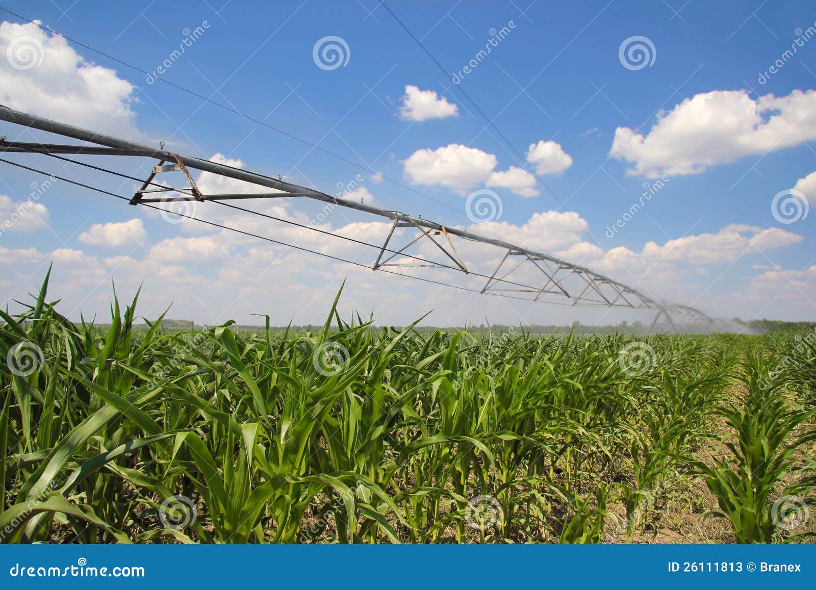 Irrigation of Corn Field stock image. Image of country - 26111813