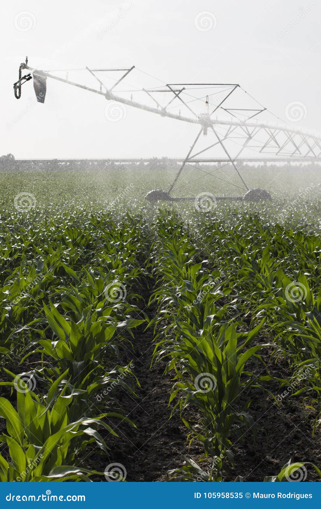 Irrigation of corn field stock image. Image of technology - 105958535