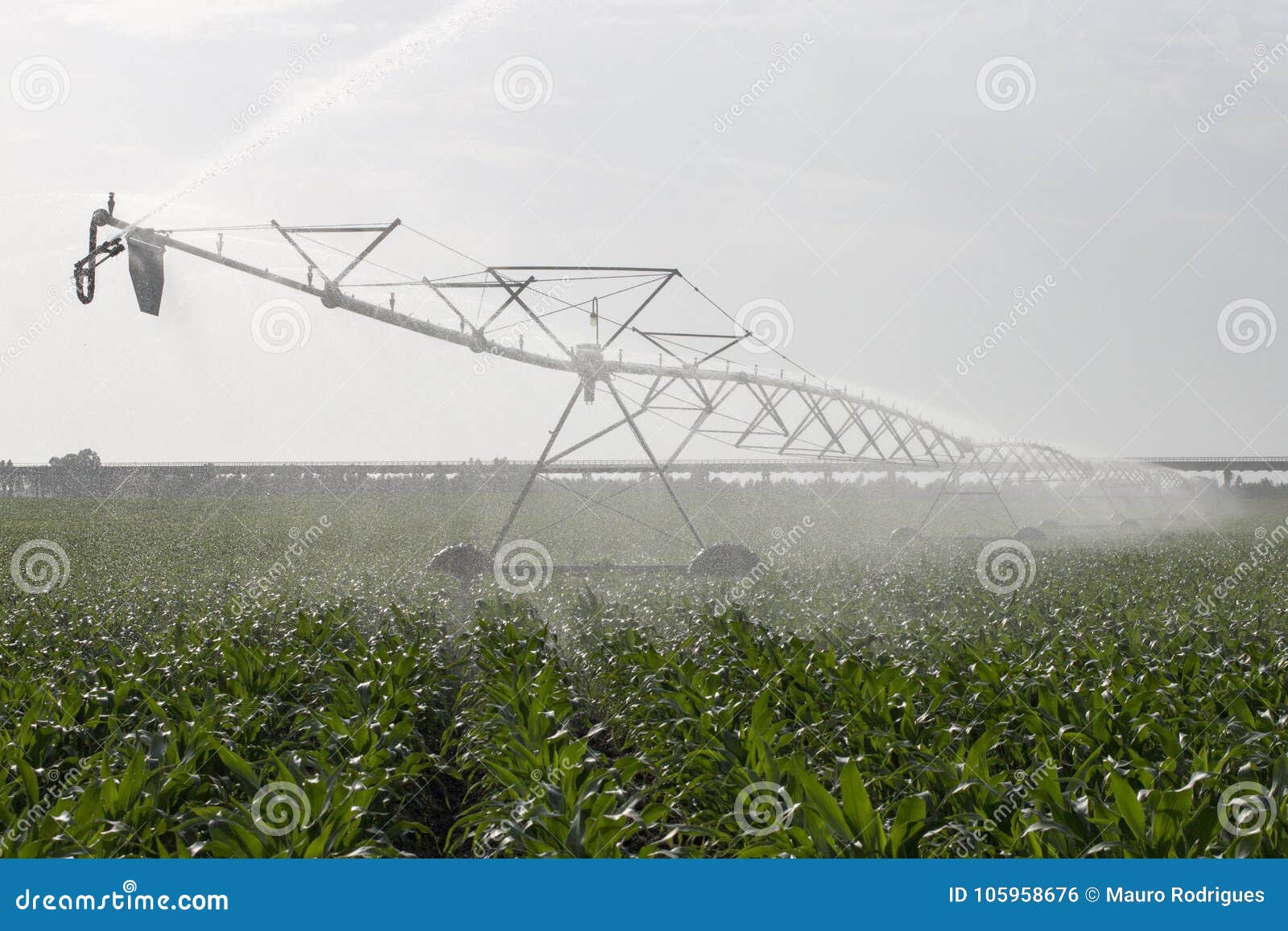 Irrigation of corn field stock photo. Image of portugal - 105958676