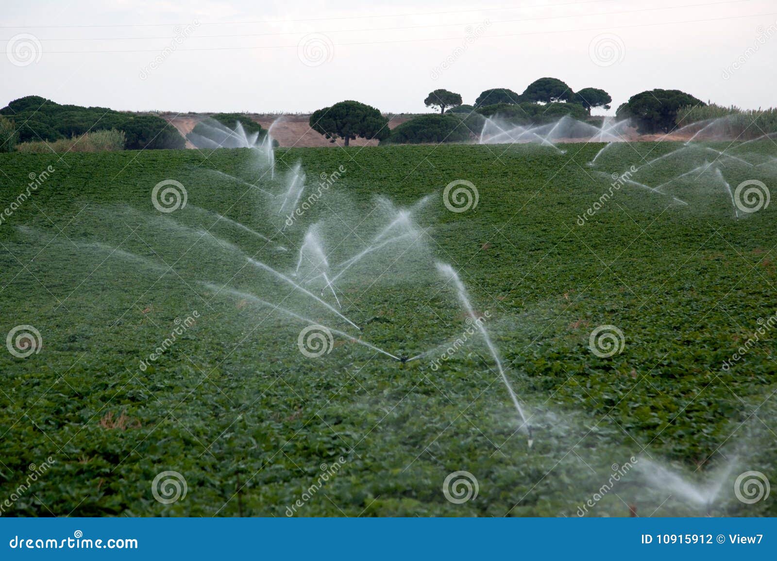 Irrigation in crops stock photo. Image of irrigate, grow - 10915912