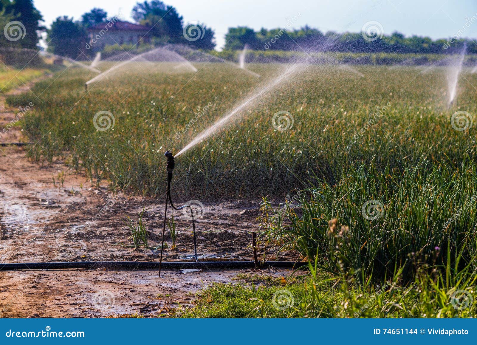 Irrigation of Cultivated Fields Stock Photo - Image of agriculture ...