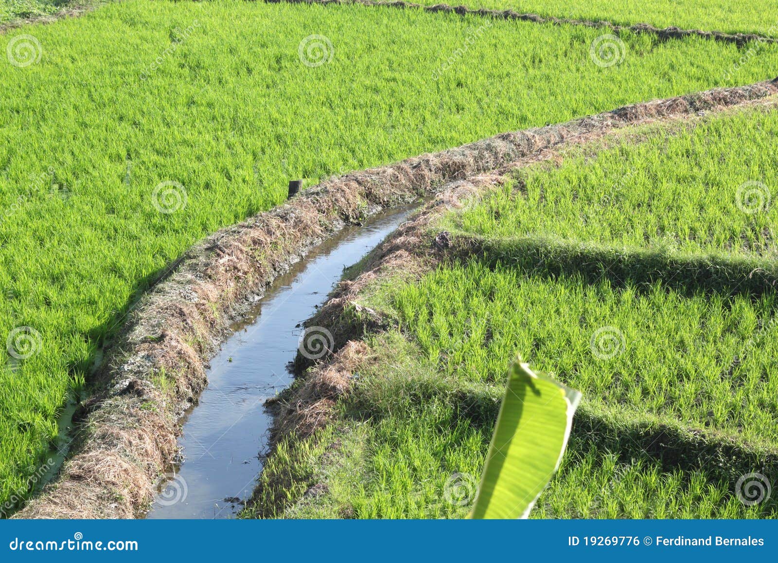 Irrigation De Gisement De Riz Photo stock - Image du zones, milieux ...
