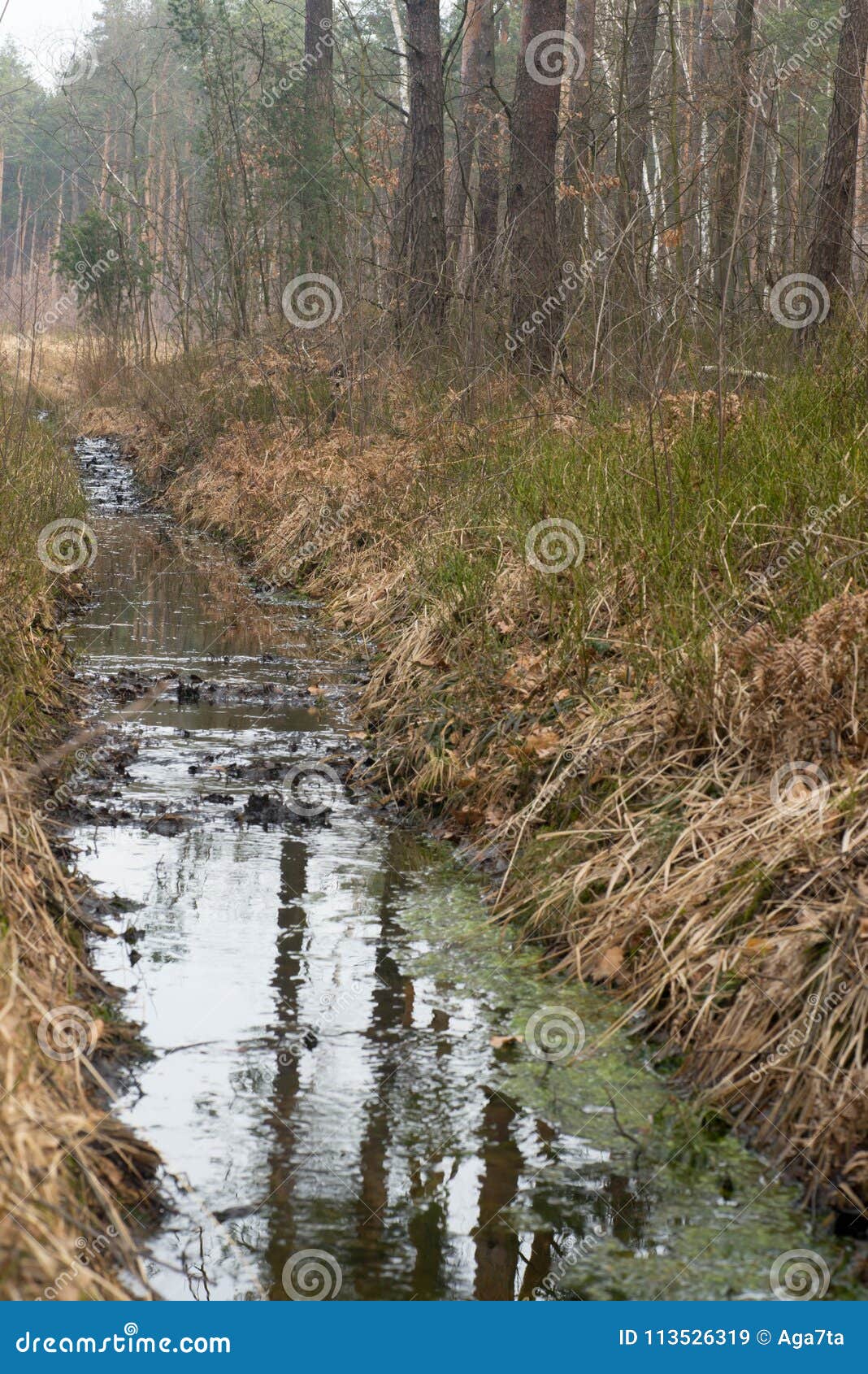 Irrigation ditch in forest stock image. Image of drain - 113526319