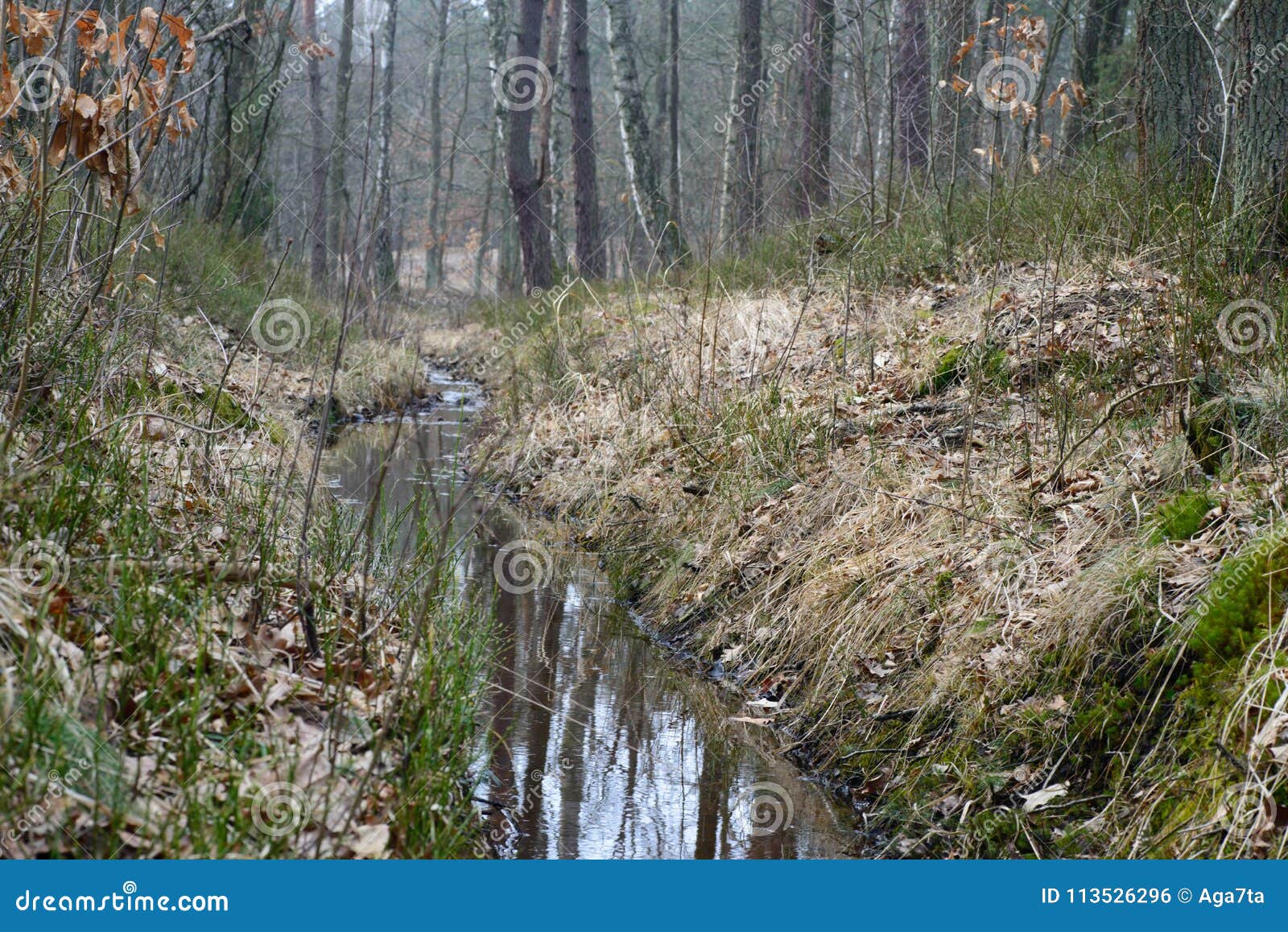 Irrigation ditch in forest stock photo. Image of outdoors - 113526296