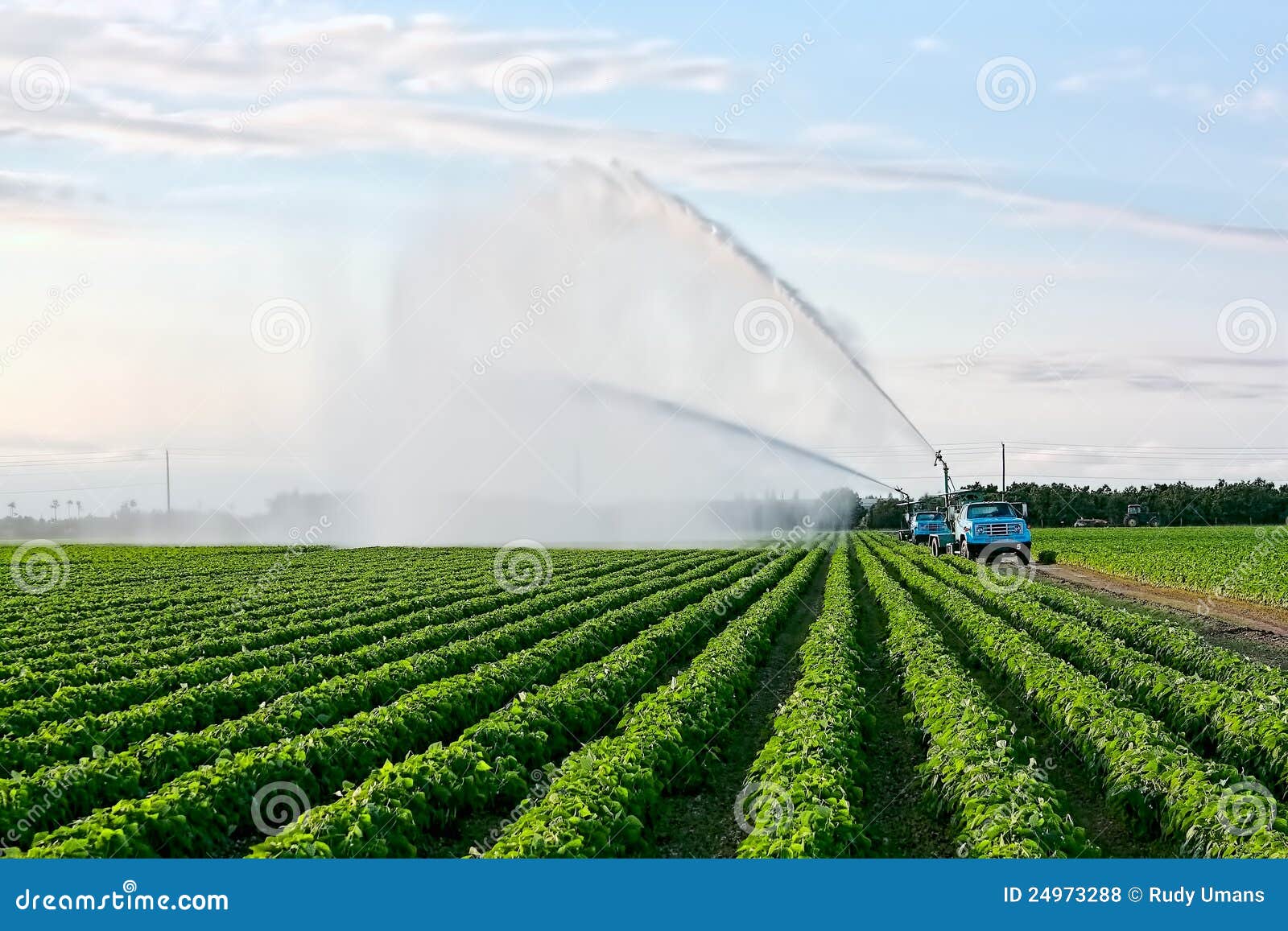 Irrigation of farmland stock photo. Image of agronomy - 24973288