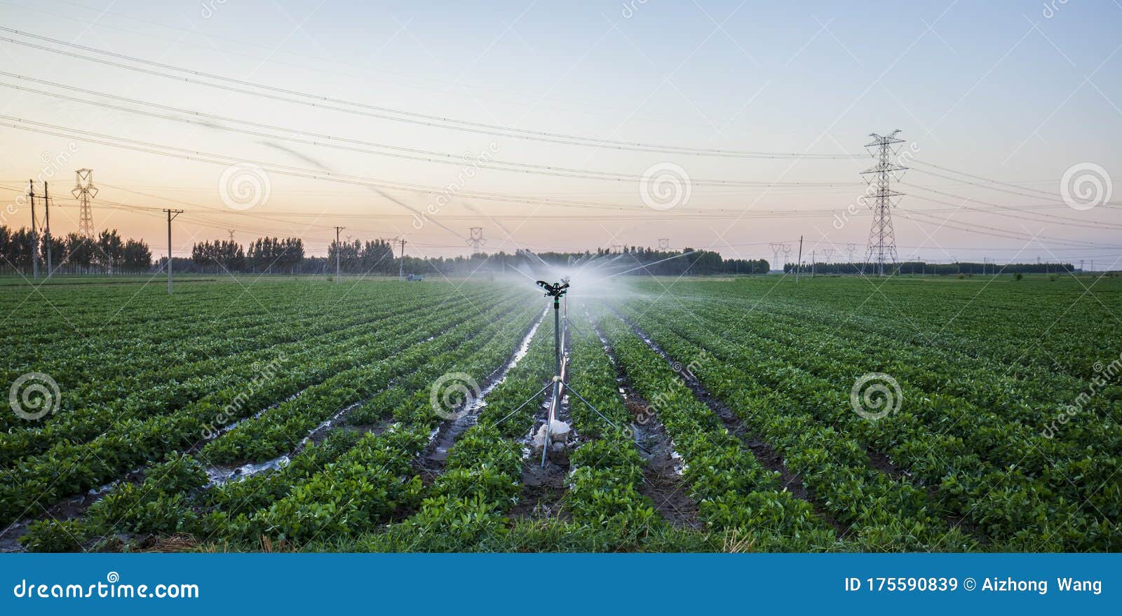 Irrigation farmland stock image. Image of green, farming - 175590839