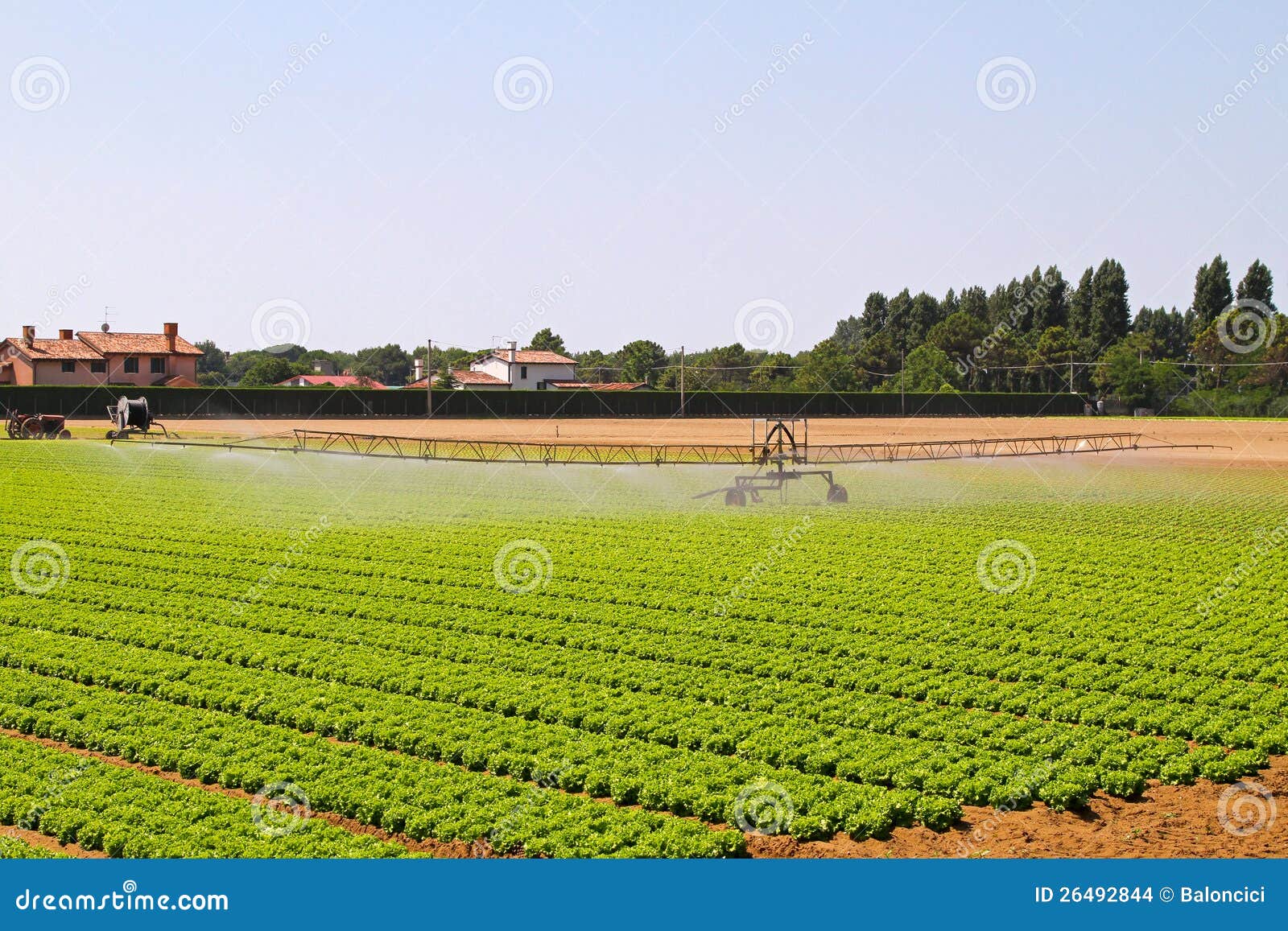 Irrigation field stock photo. Image of vegetable, cultivated - 26492844