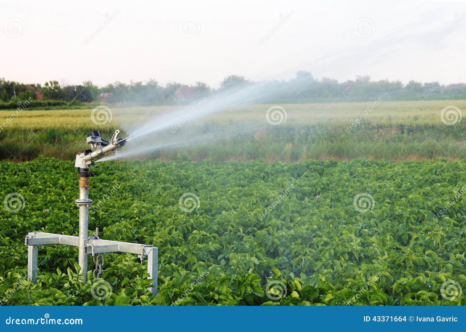 Irrigation in the field stock photo. Image of irrigate - 43371664