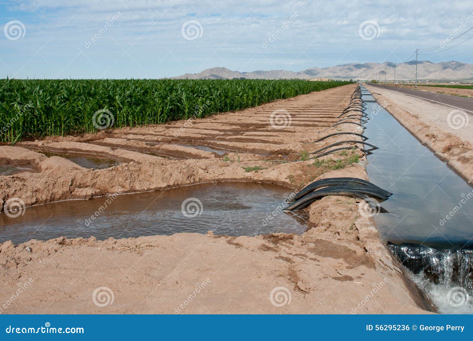 Irrigation gate stock photo. Image of agriculture, rows - 56295236