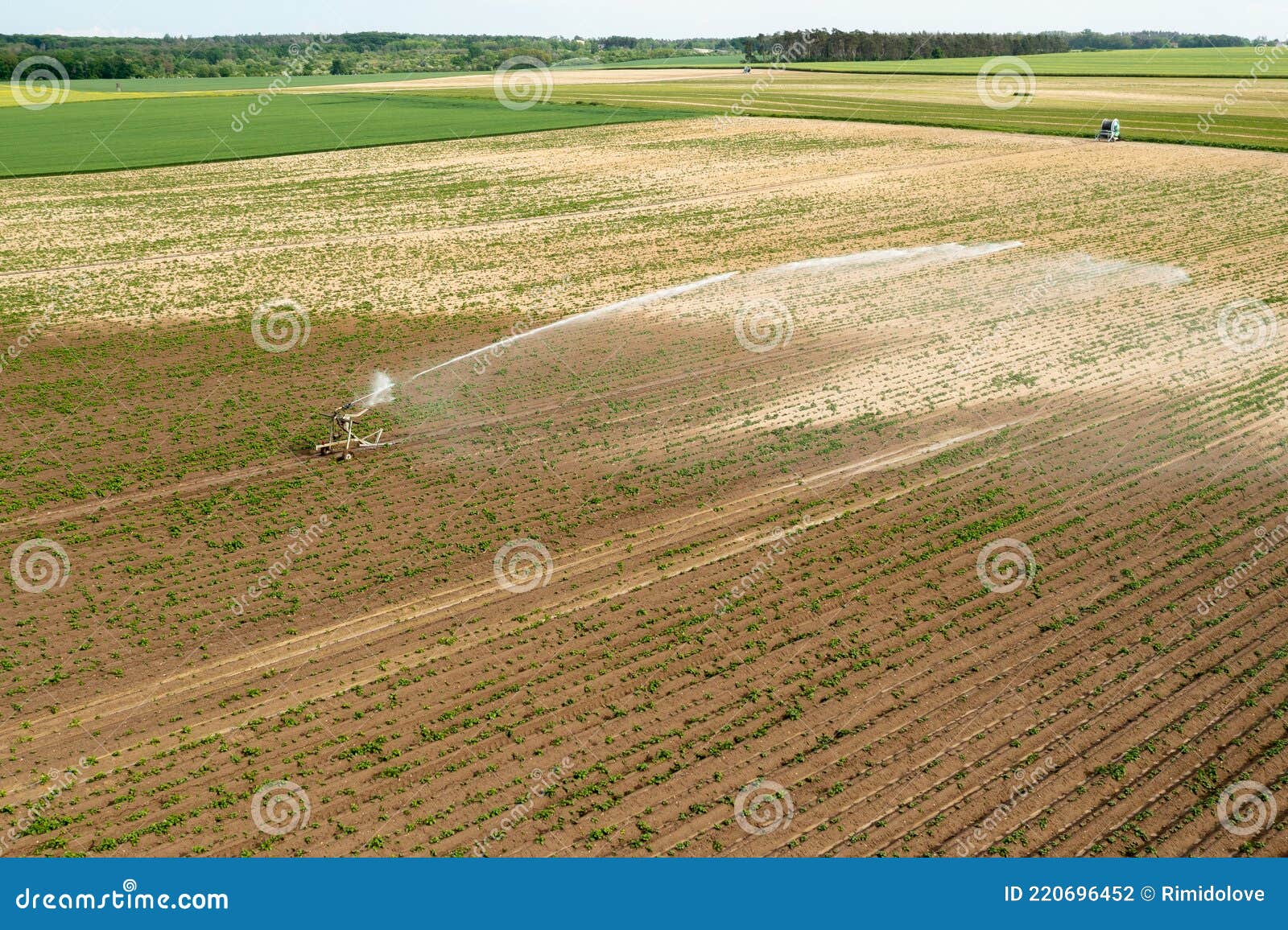 Irrigation of a Green Field with Crops by Water. Stock Photo - Image of ...