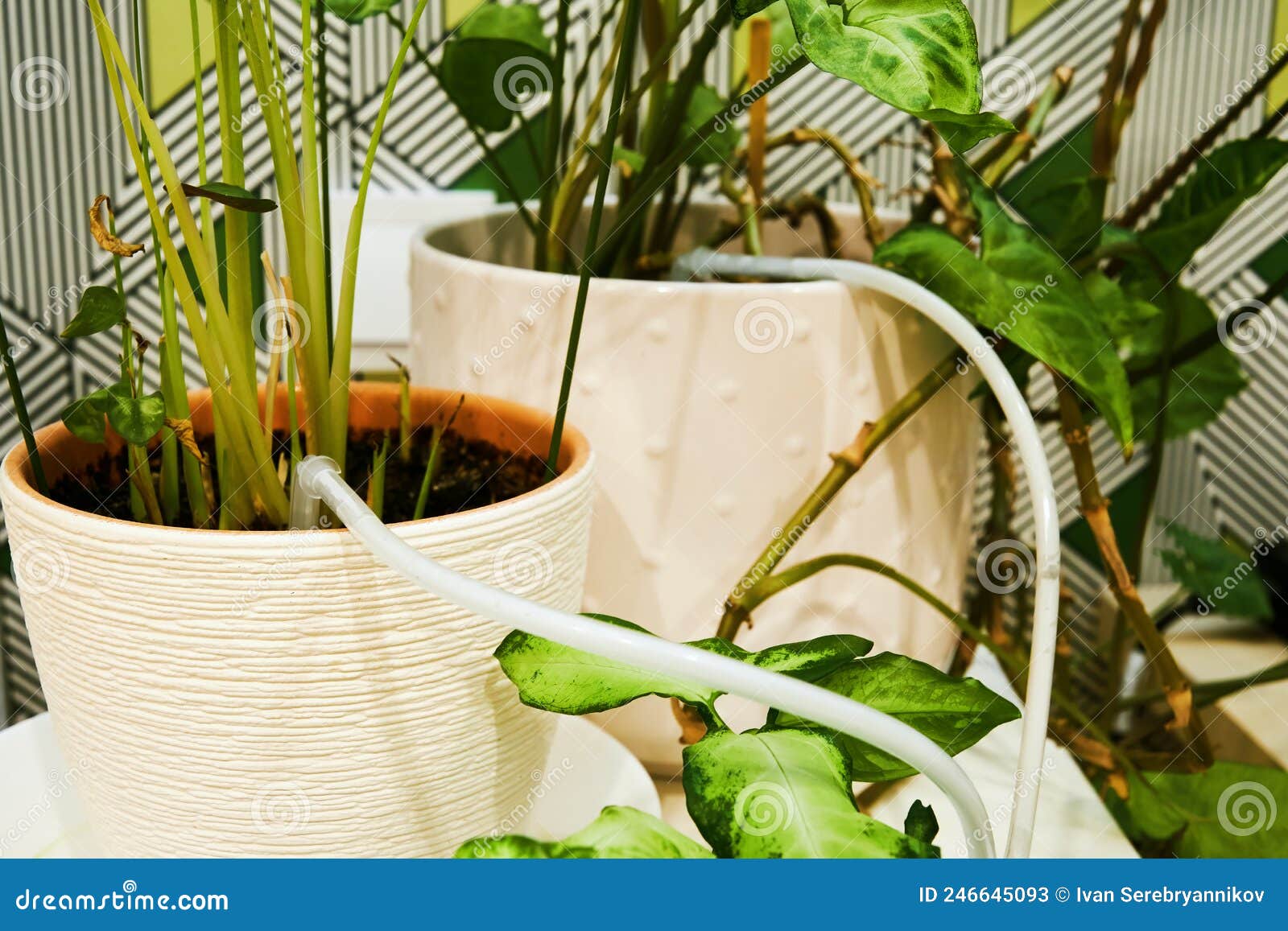 Drip System In A Field Royalty-Free Stock Photo | CartoonDealer.com ...