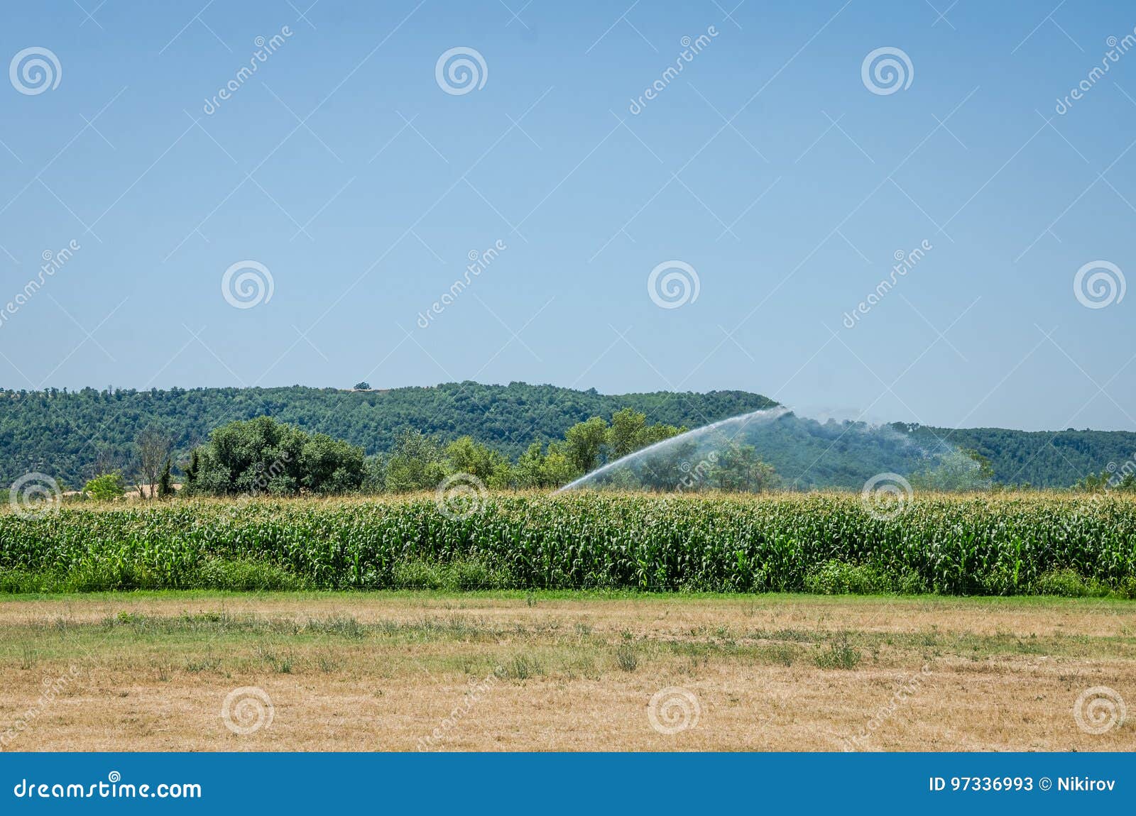 The Irrigation Machine Water the Corn Field of Maize on a Hot Summer ...