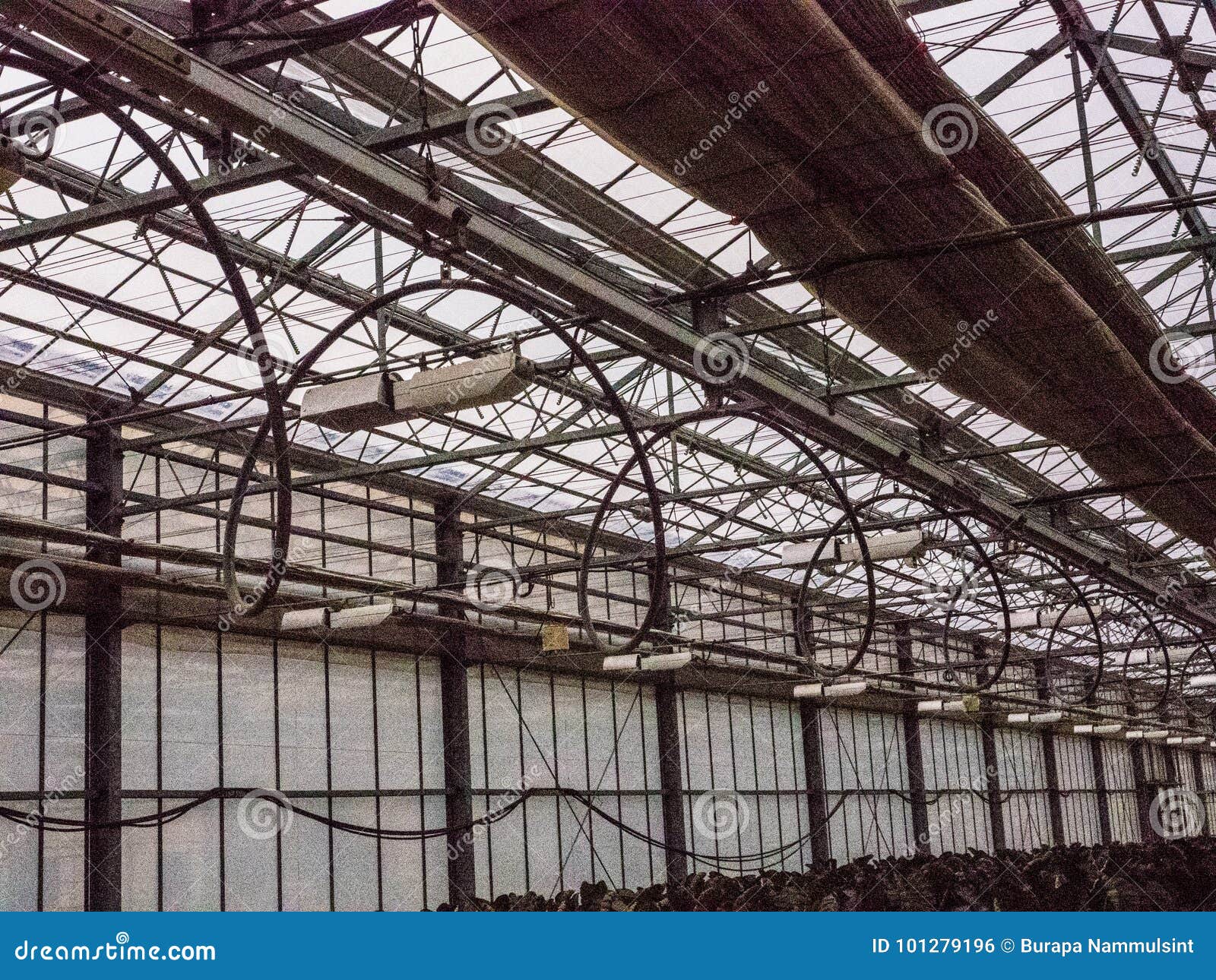 Irrigation pipe line. stock photo. Image of agricultural - 101279196