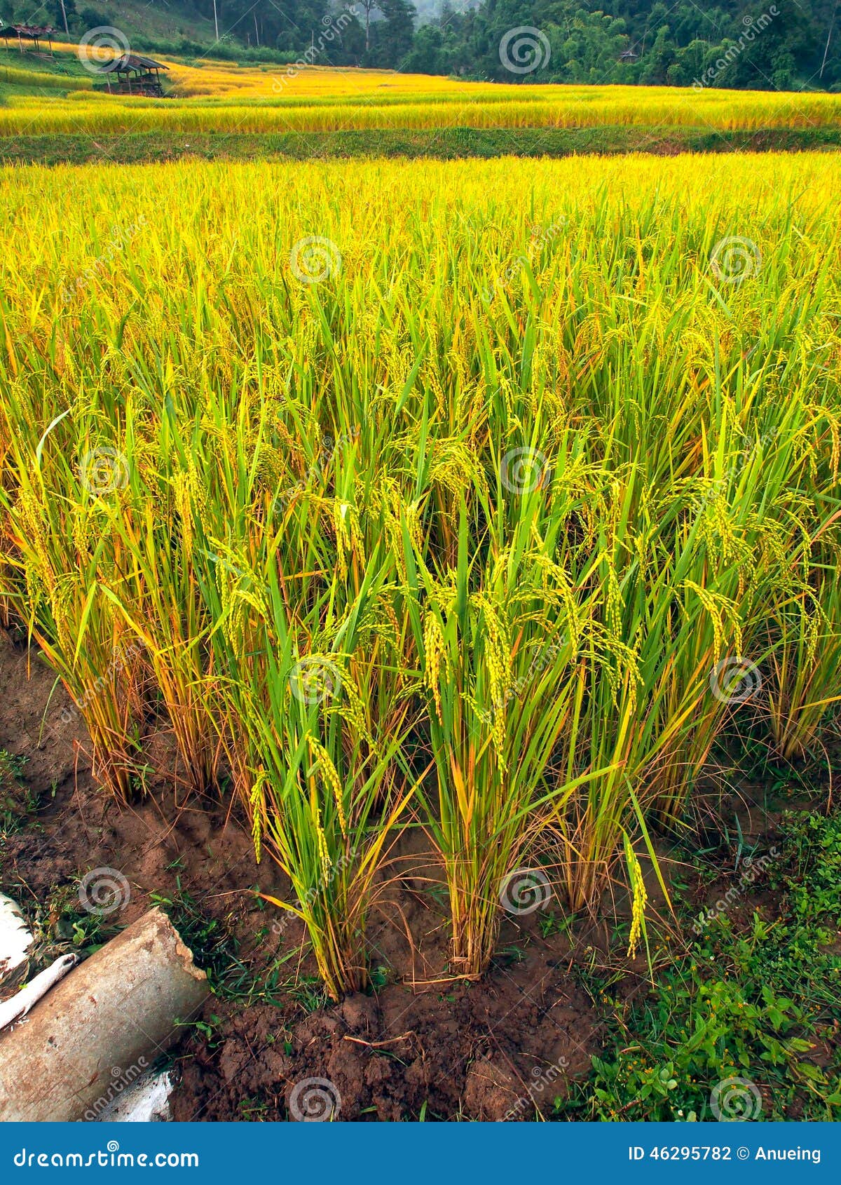 Irrigation pipe for a rice stock photo. Image of irrigation - 46295782