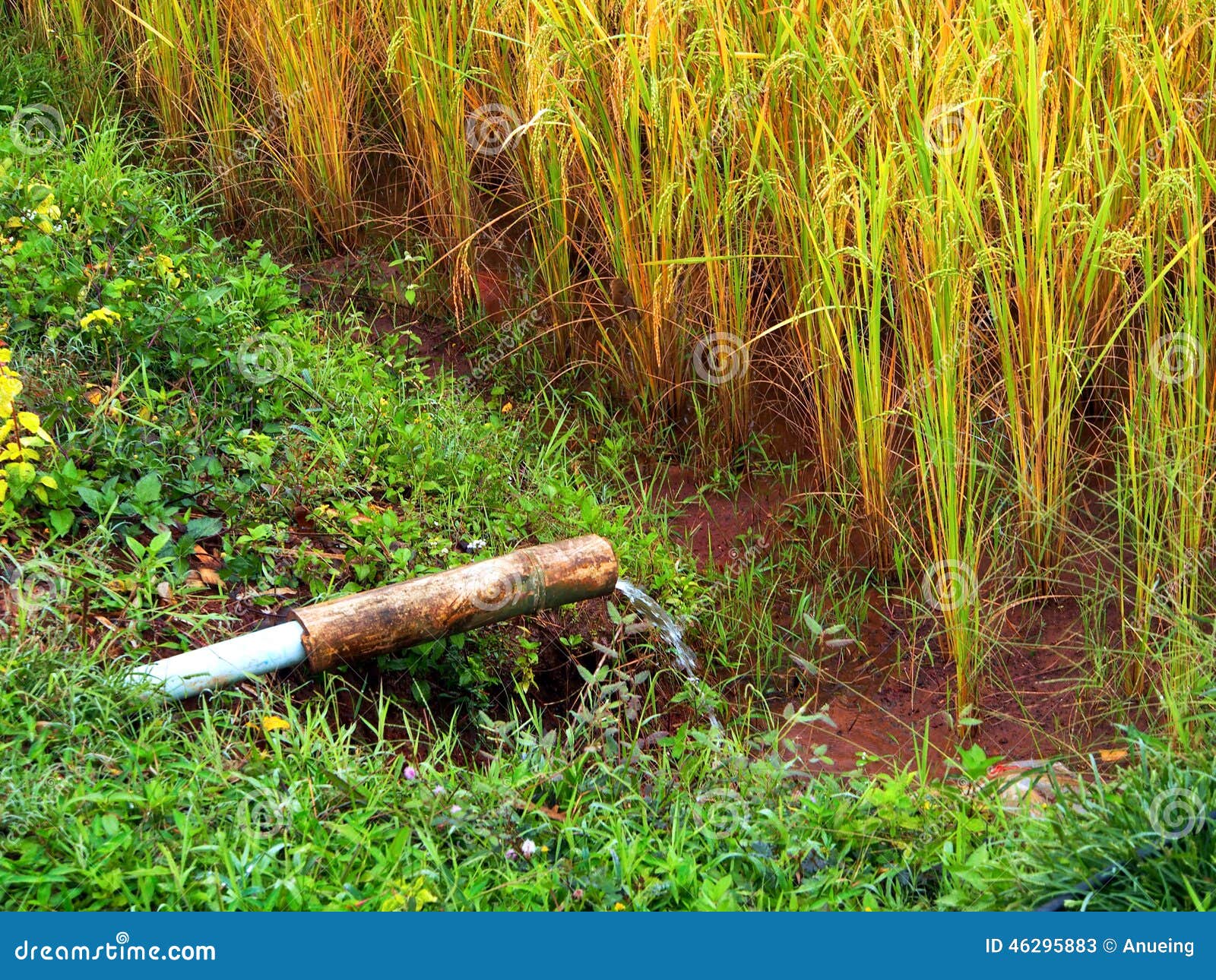 Irrigation pipe for a rice stock image. Image of field - 46295883