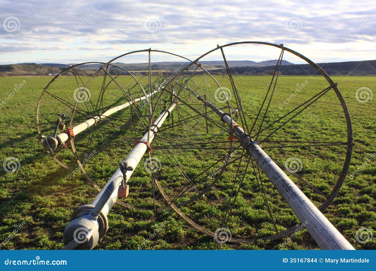 Irrigation Pipes & Sprinklers Laid Out In Farm Field Stock Image ...