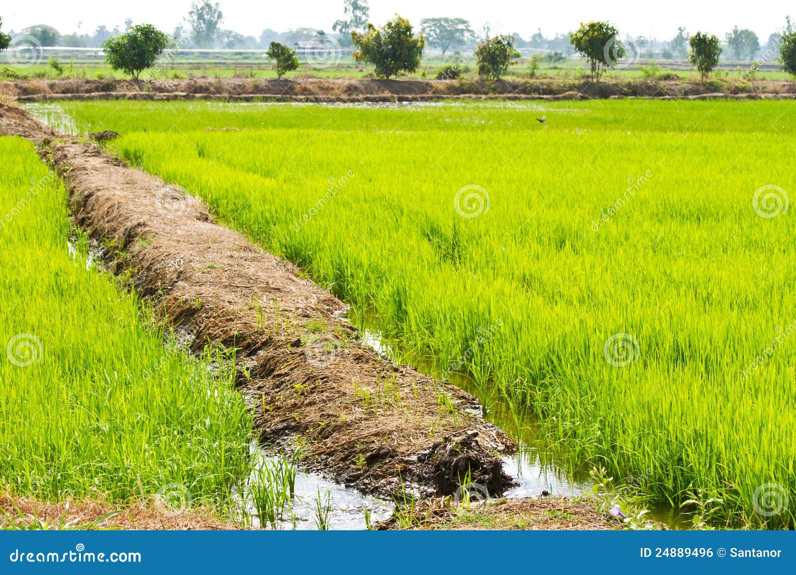 Irrigation in rice field stock photo. Image of rural - 24889496