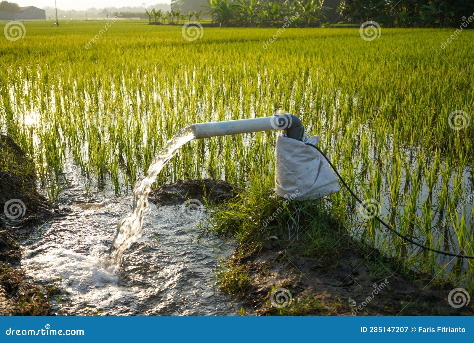 Irrigation of Rice Fields Using Pump. Stock Image - Image of ground ...