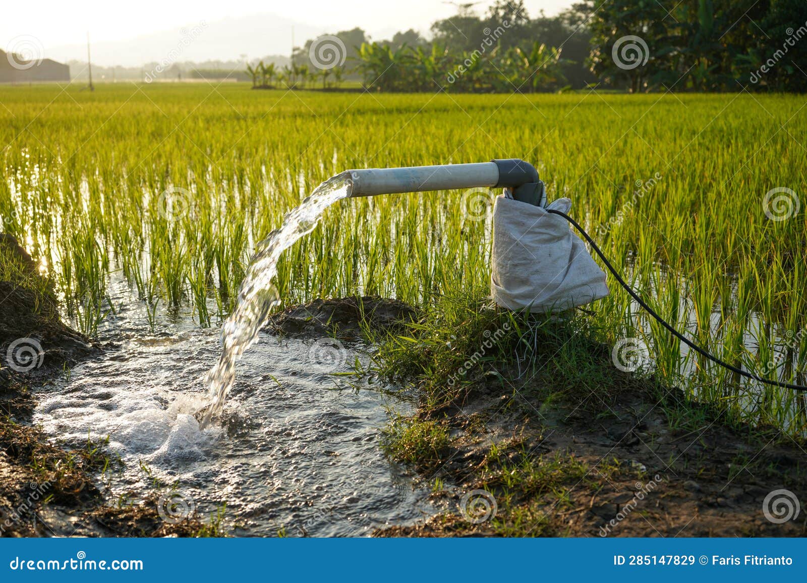 Irrigation of Rice Fields Using Pump. Stock Image - Image of technique ...