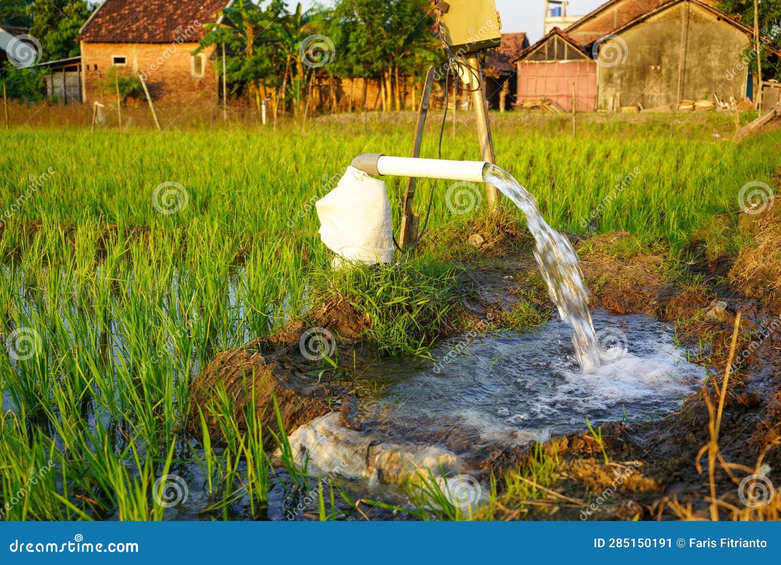 Irrigation of Rice Fields Using Pump. Stock Image - Image of natural ...
