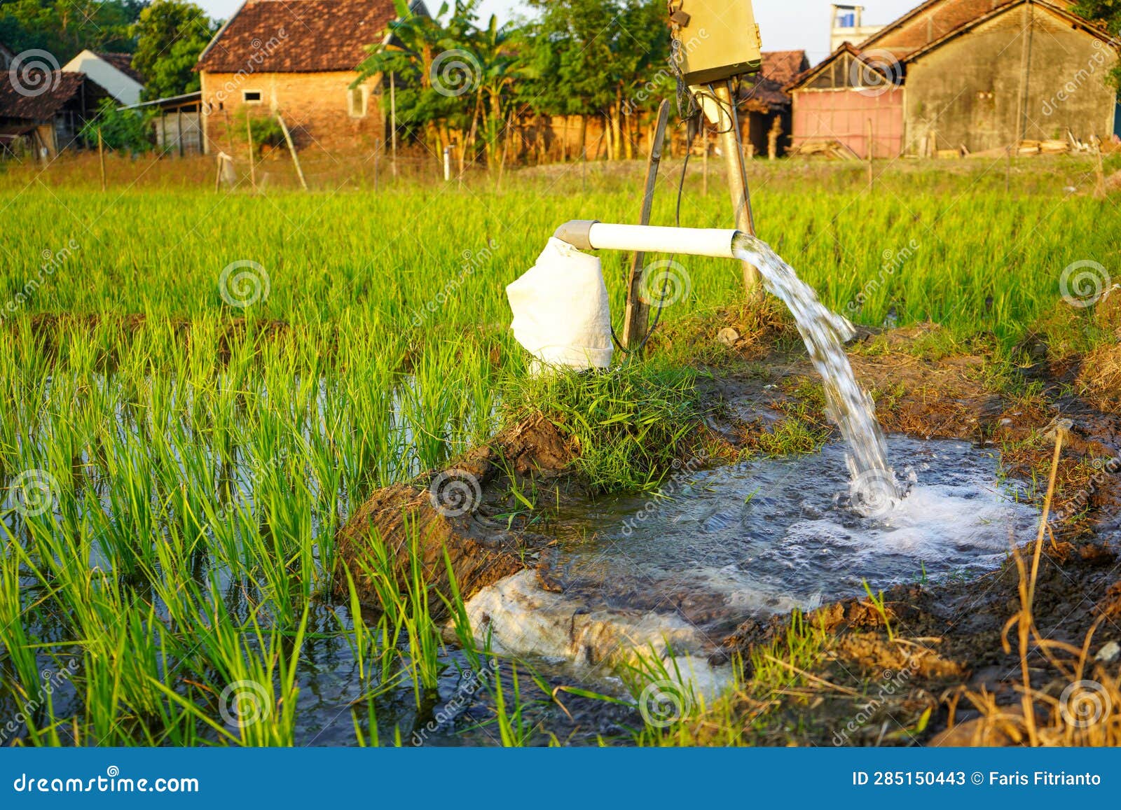 Irrigation of Rice Fields Using Pump. Stock Image - Image of water ...