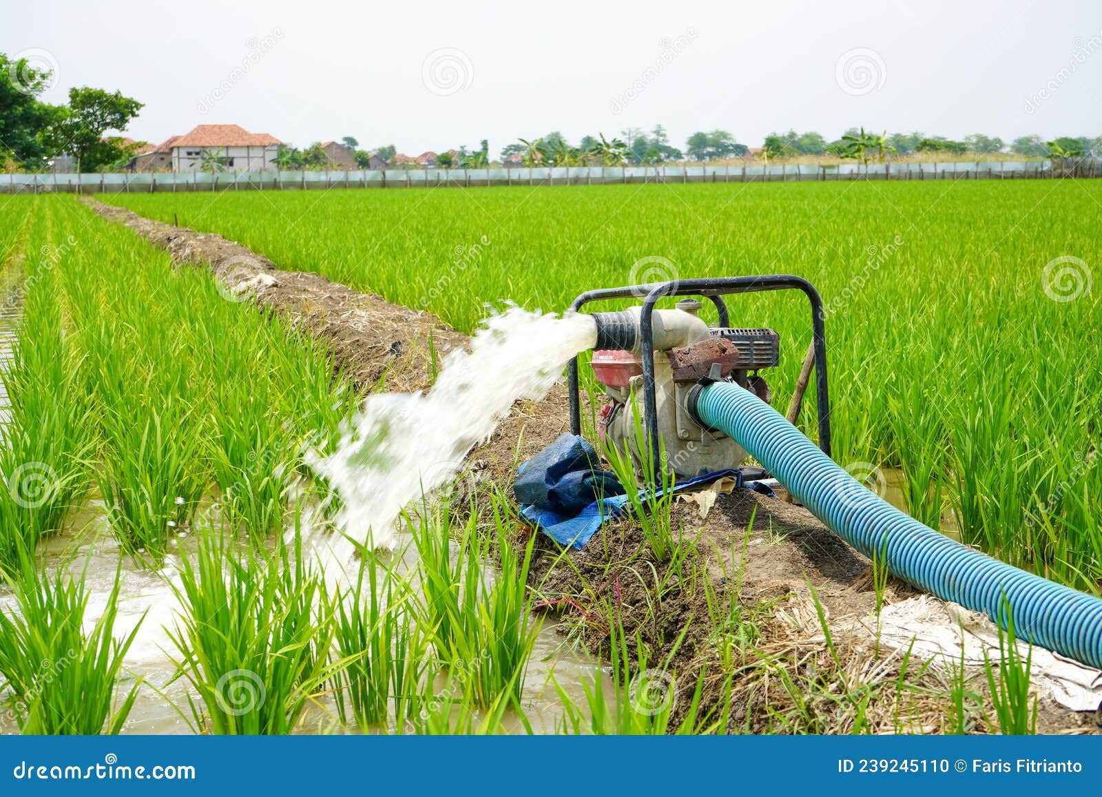 Irrigation of Rice Fields Using Pump Wells with the Technique of ...