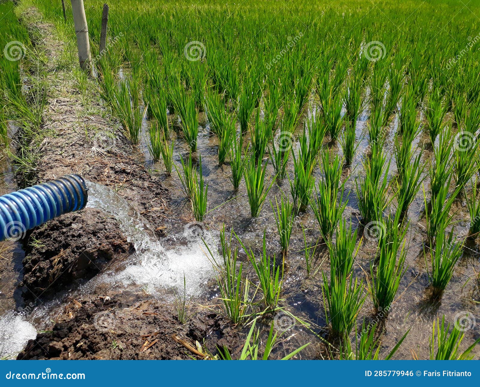 Irrigation of Rice Fields Using Pump Wells with the Technique of ...