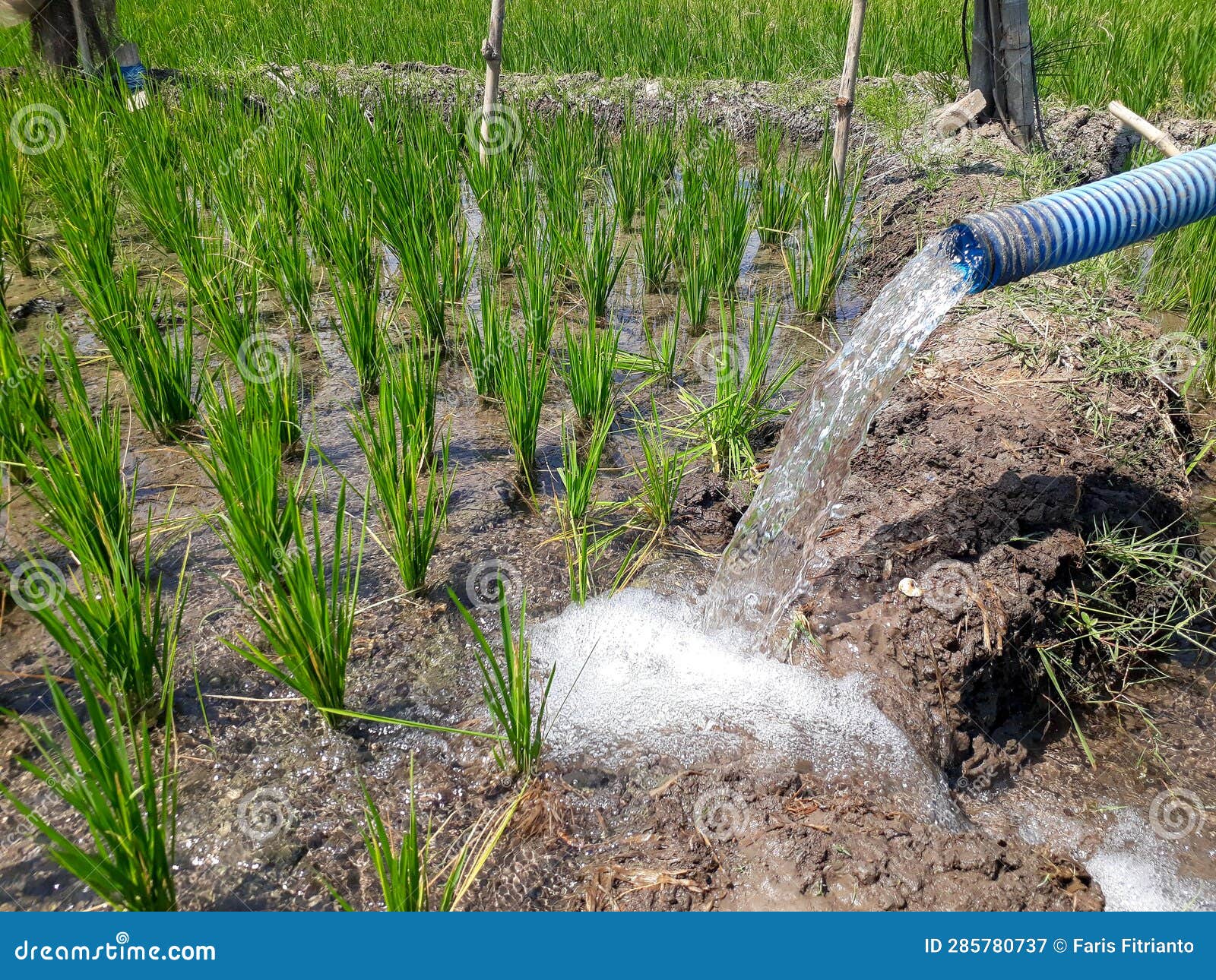 Irrigation of Rice Fields Using Pump Wells with the Technique of ...