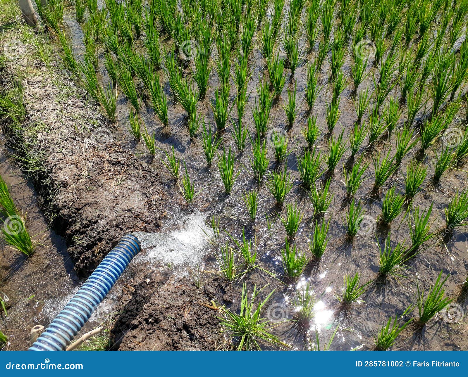 Irrigation of Rice Fields Using Pump Wells with the Technique of ...