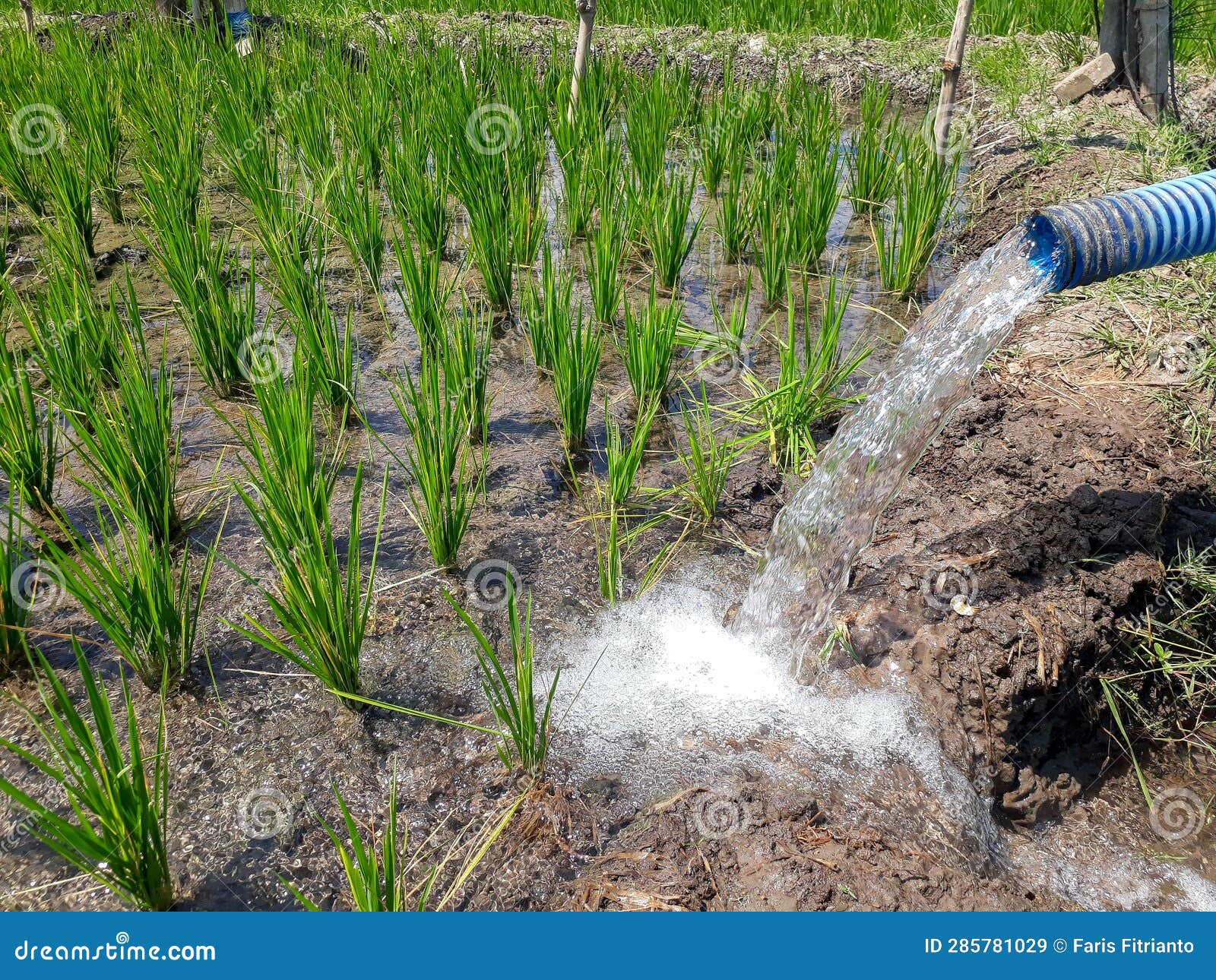 Irrigation of Rice Fields Using Pump Wells with the Technique of ...