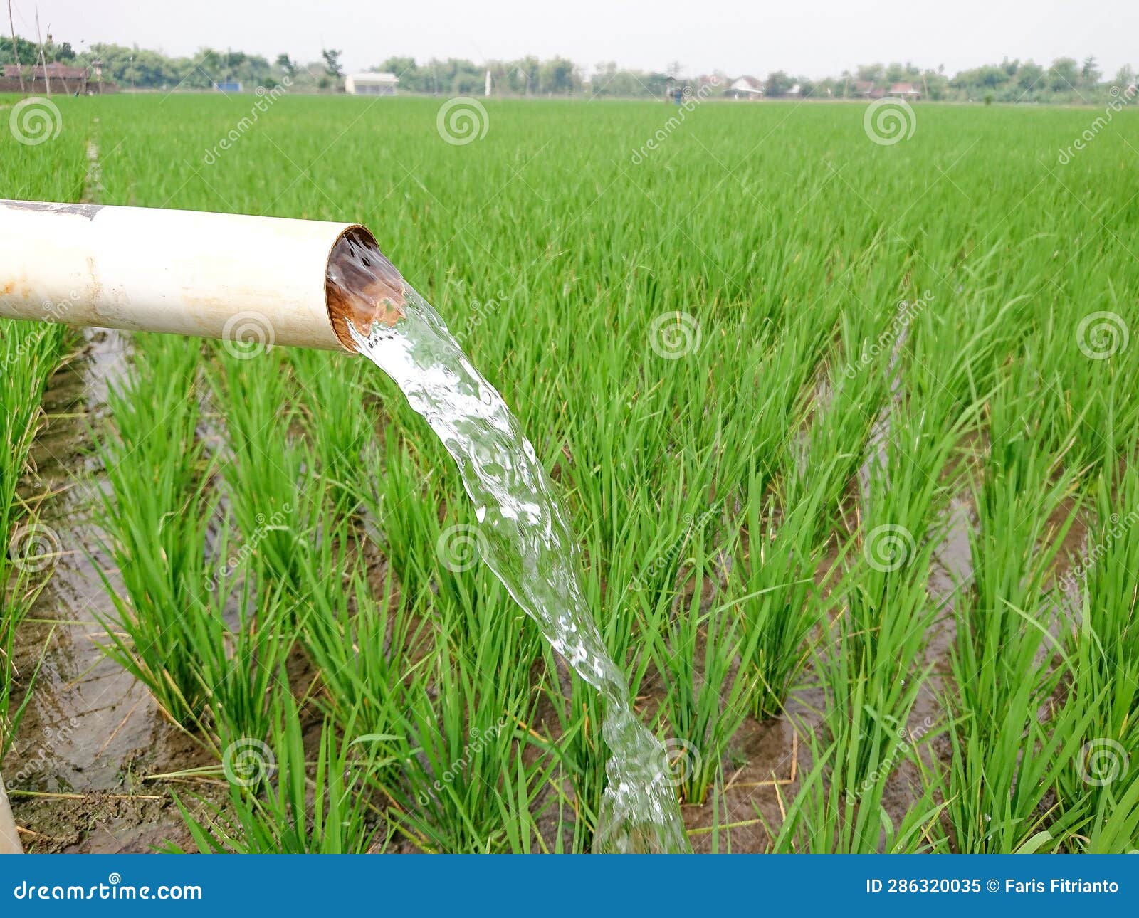 Irrigation of Rice Fields Using Pump Wells with the Technique of ...