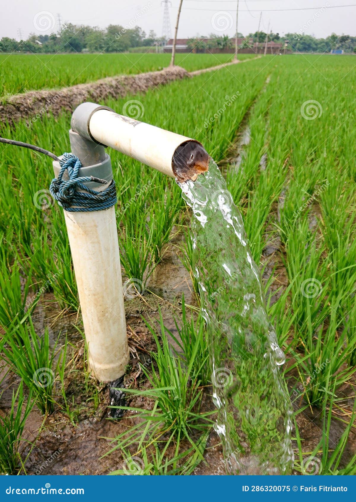 Irrigation of Rice Fields Using Pump Wells with the Technique of ...