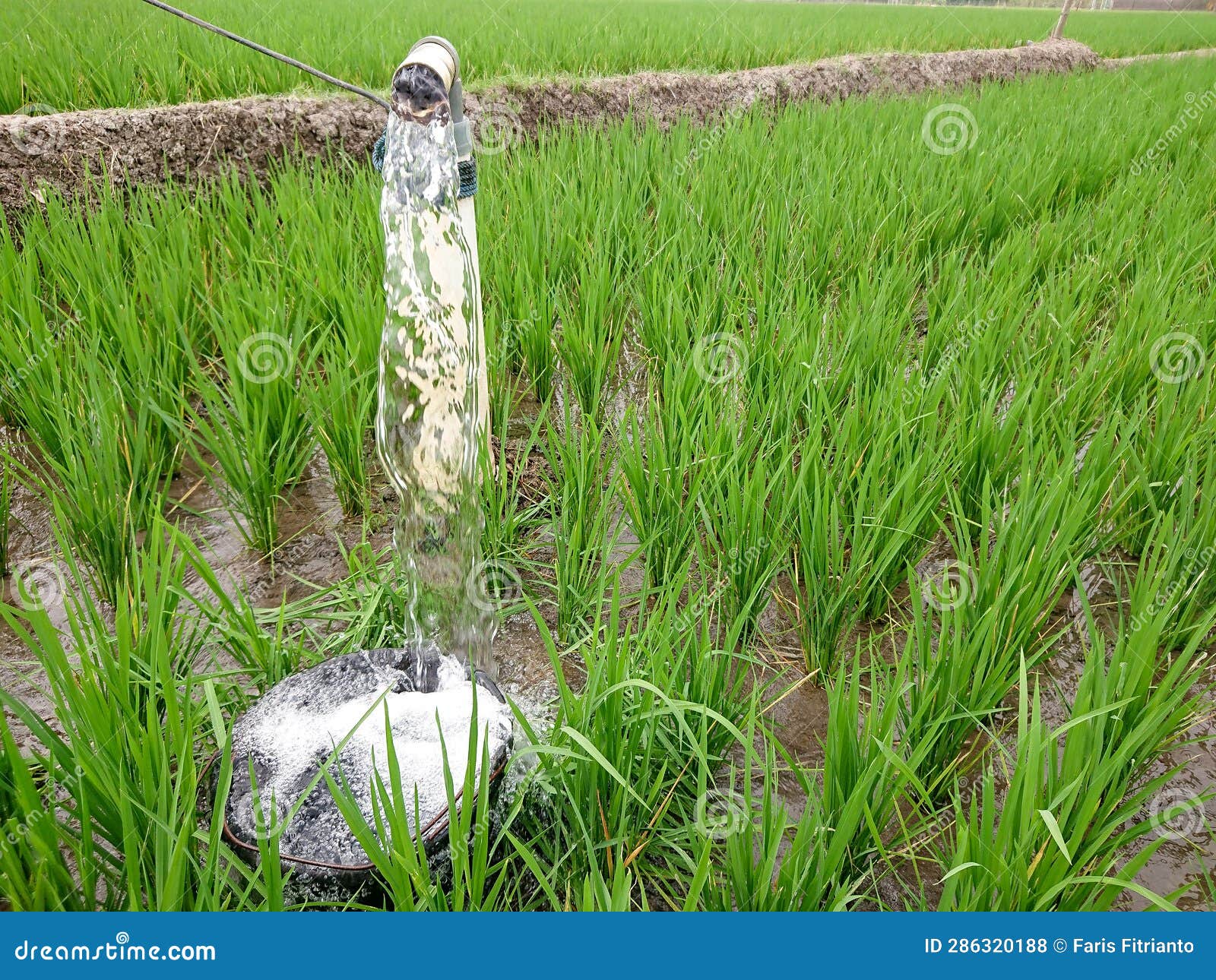 Irrigation of Rice Fields Using Pump Wells with the Technique of ...
