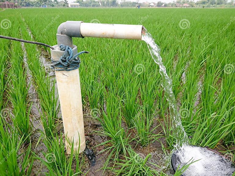 Irrigation of Rice Fields Using Pump Wells with the Technique of ...