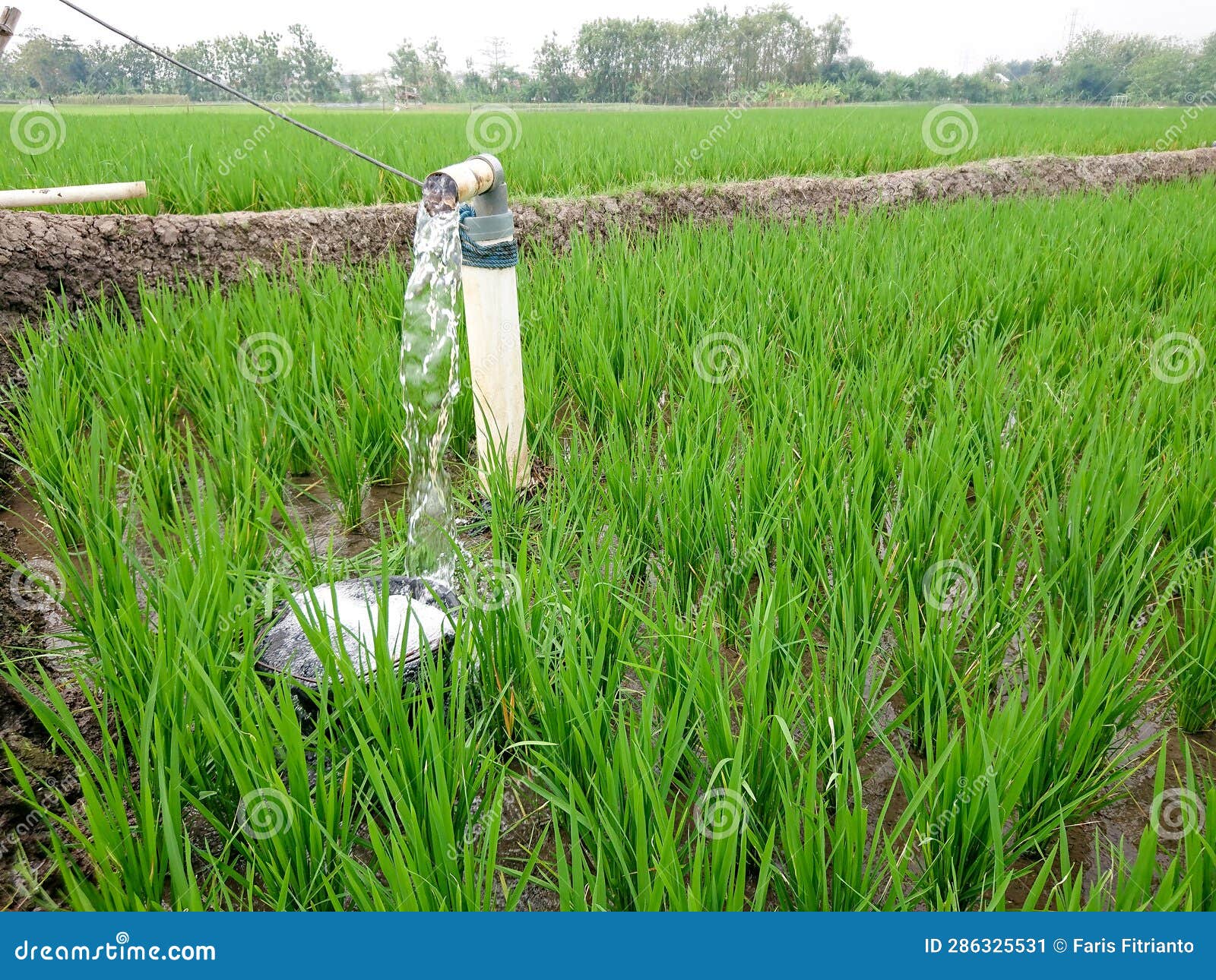 Irrigation of Rice Fields Using Pump Wells with the Technique of ...