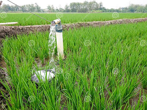 Irrigation of Rice Fields Using Pump Wells with the Technique of ...