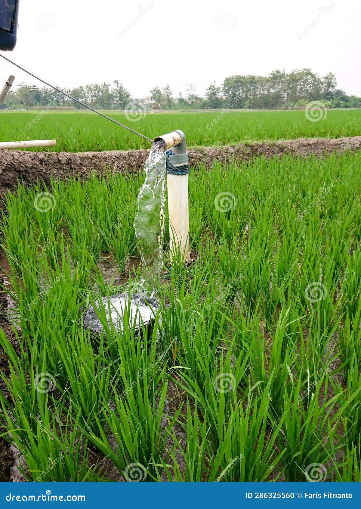 Irrigation of Rice Fields Using Pump Wells with the Technique of ...